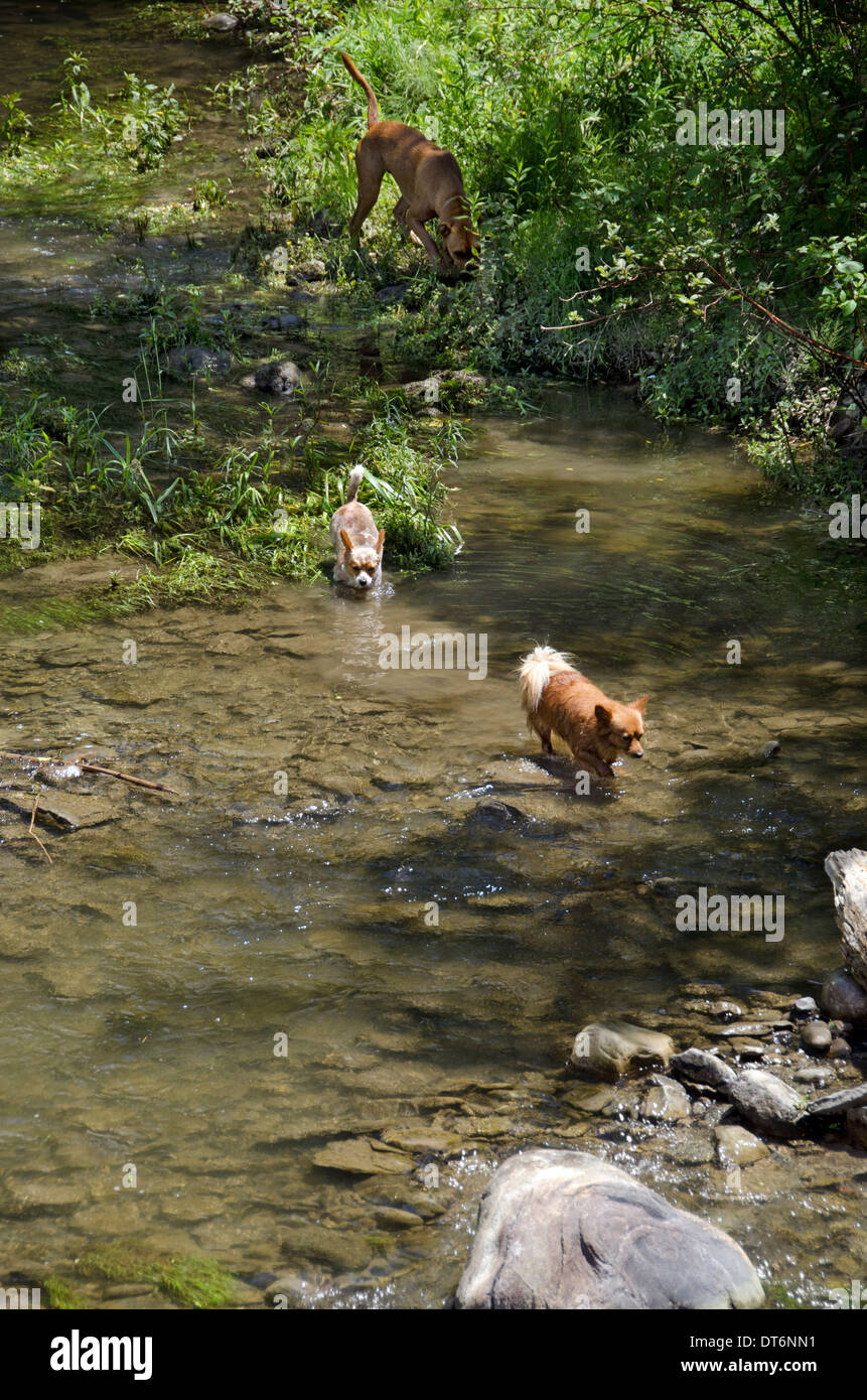 Triple Dog