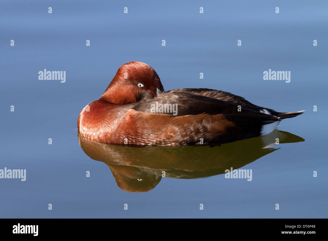 Resting duck hi-res stock photography and images - Alamy