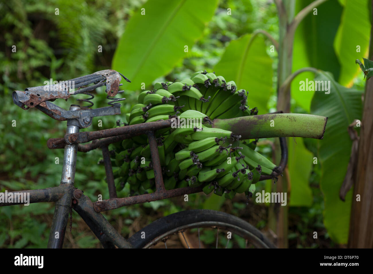 Bananas on the back of a bike against a green foliage Stock Photo - Alamy