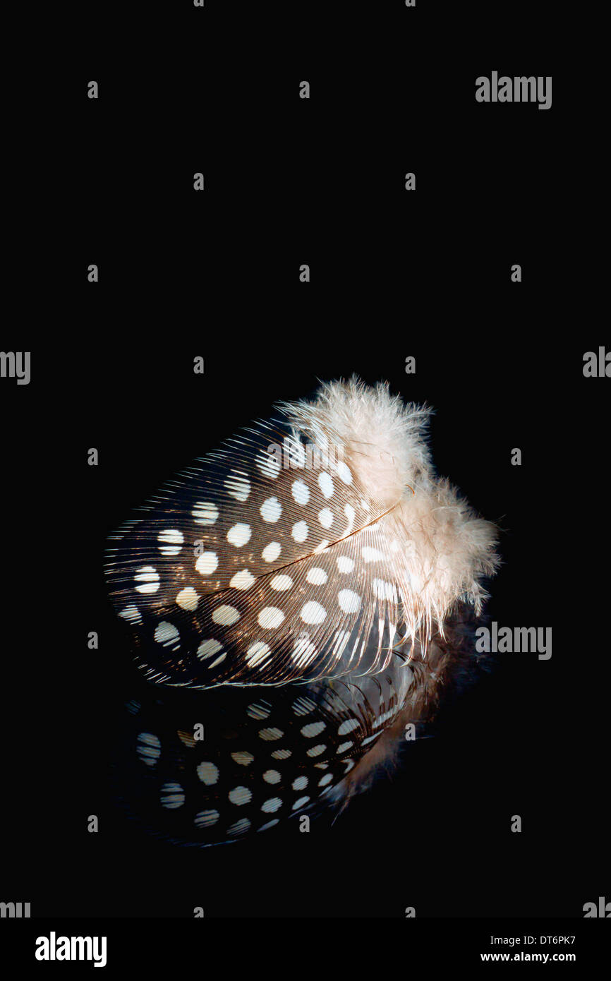 Guinea fowl feather hi-res stock photography and images - Alamy