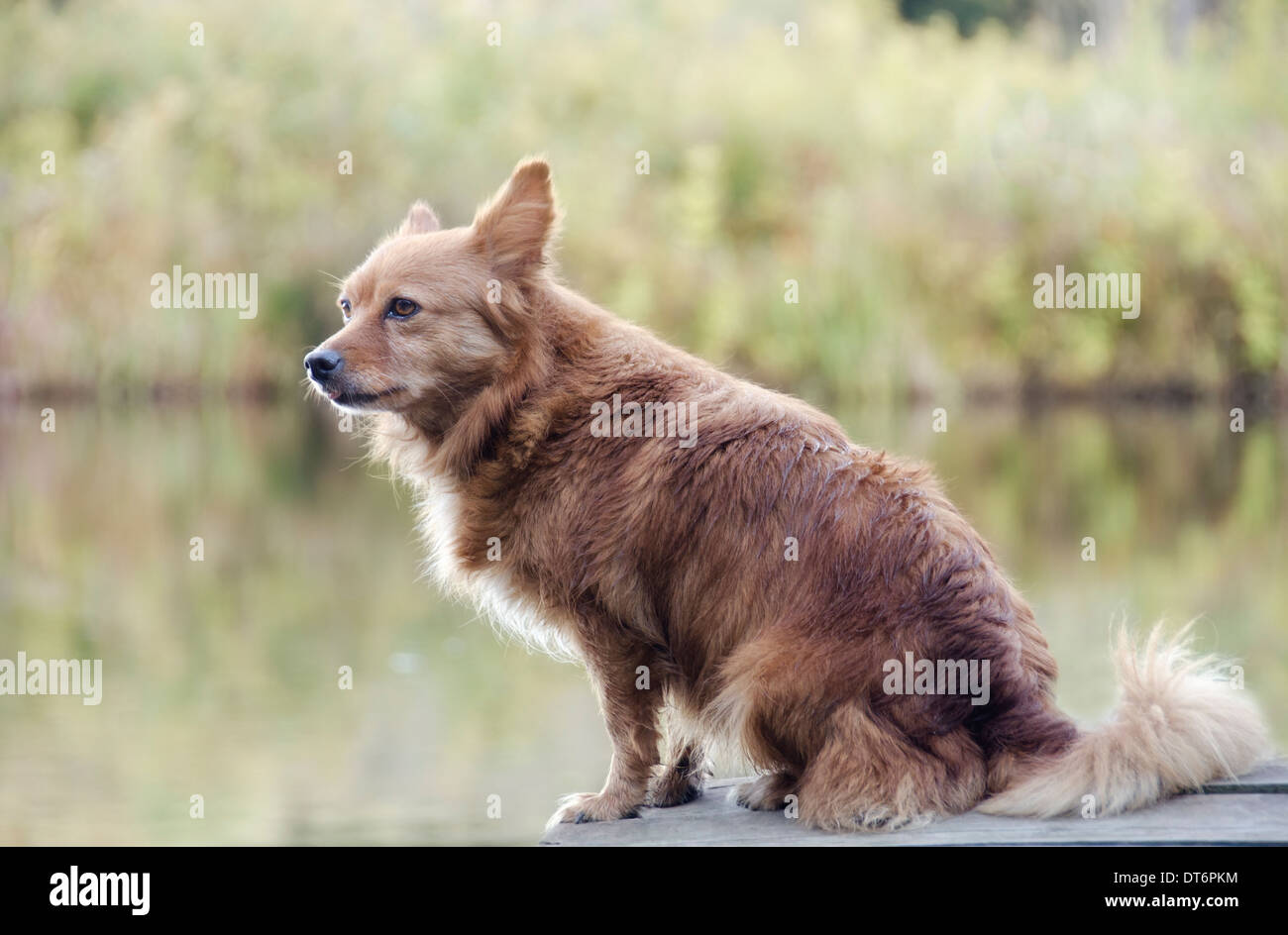 closeup of small terrier dog Stock Photo - Alamy