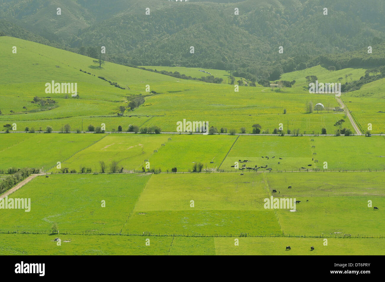 Fenced blocks of green farmland around Auckland, New Zealand Stock ...