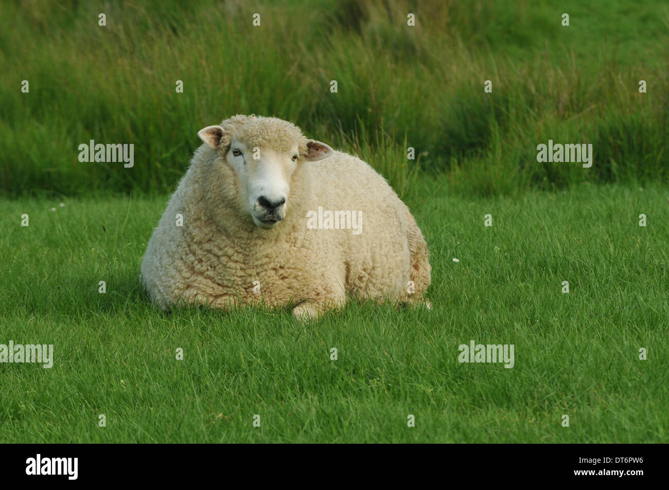 Sheep resting on meadow Stock Photo - Alamy