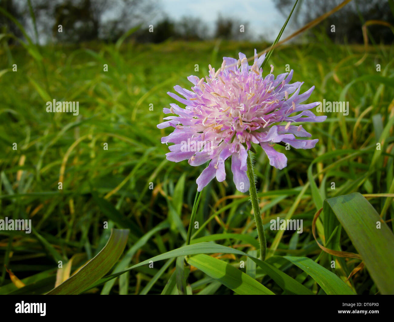 Scabious hi-res stock photography and images - Alamy