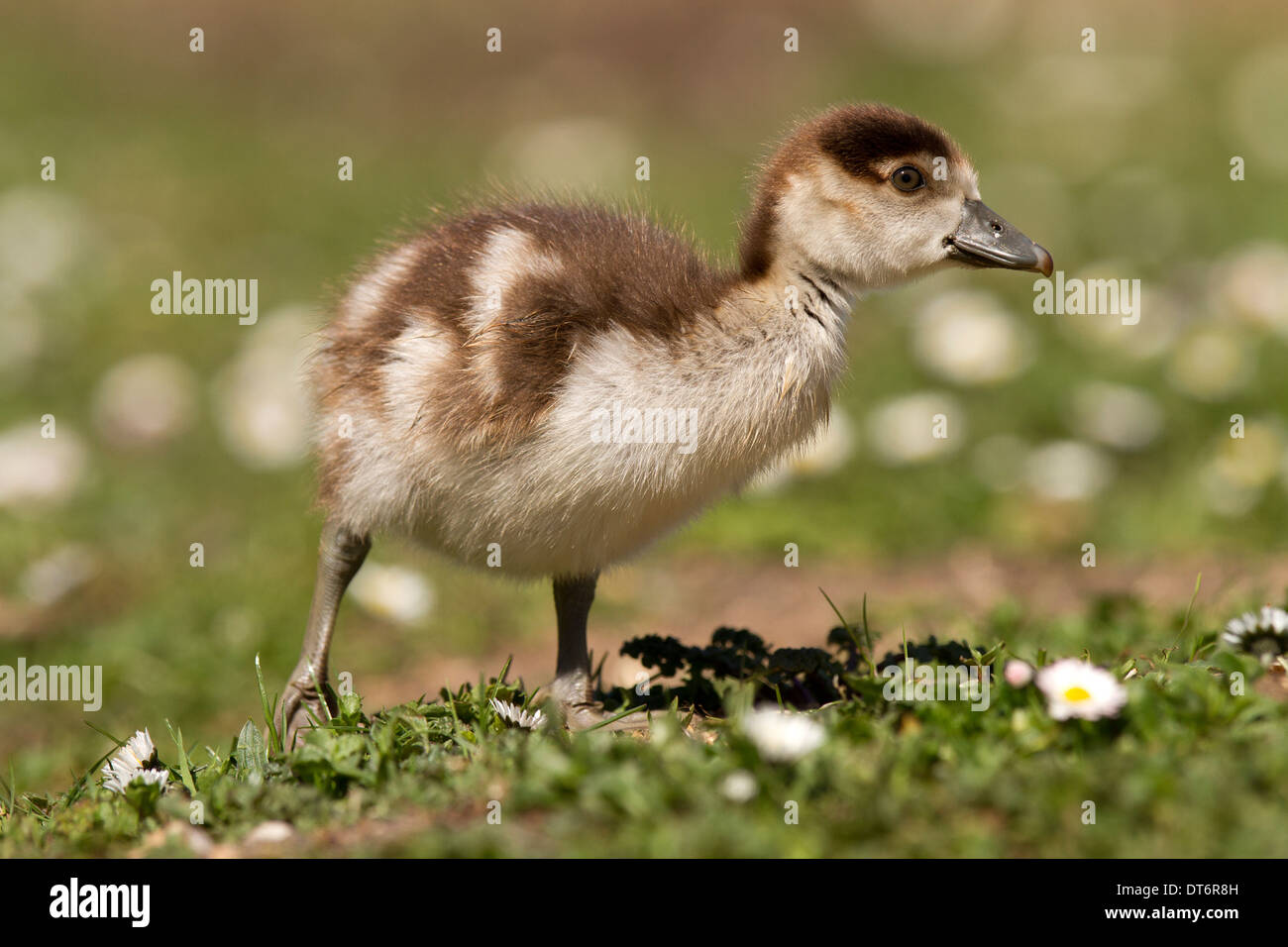 Egyptian goose, Alopochen aegyptiacus gosling feeding Stock Photo - Alamy