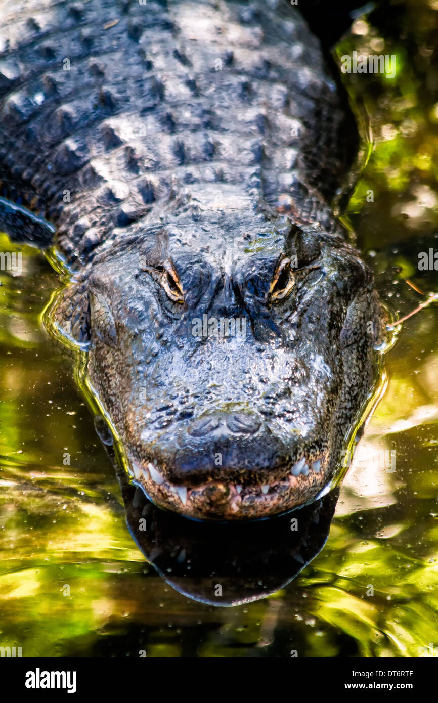 American Alligator (Alligator mississippiensis Stock Photo - Alamy