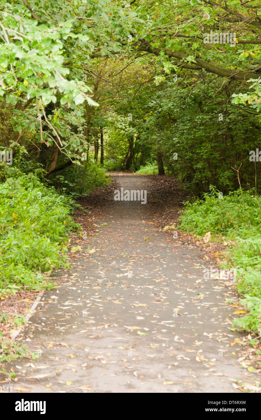 Footpath through trees and foliage in a park / countryside Stock Photo ...