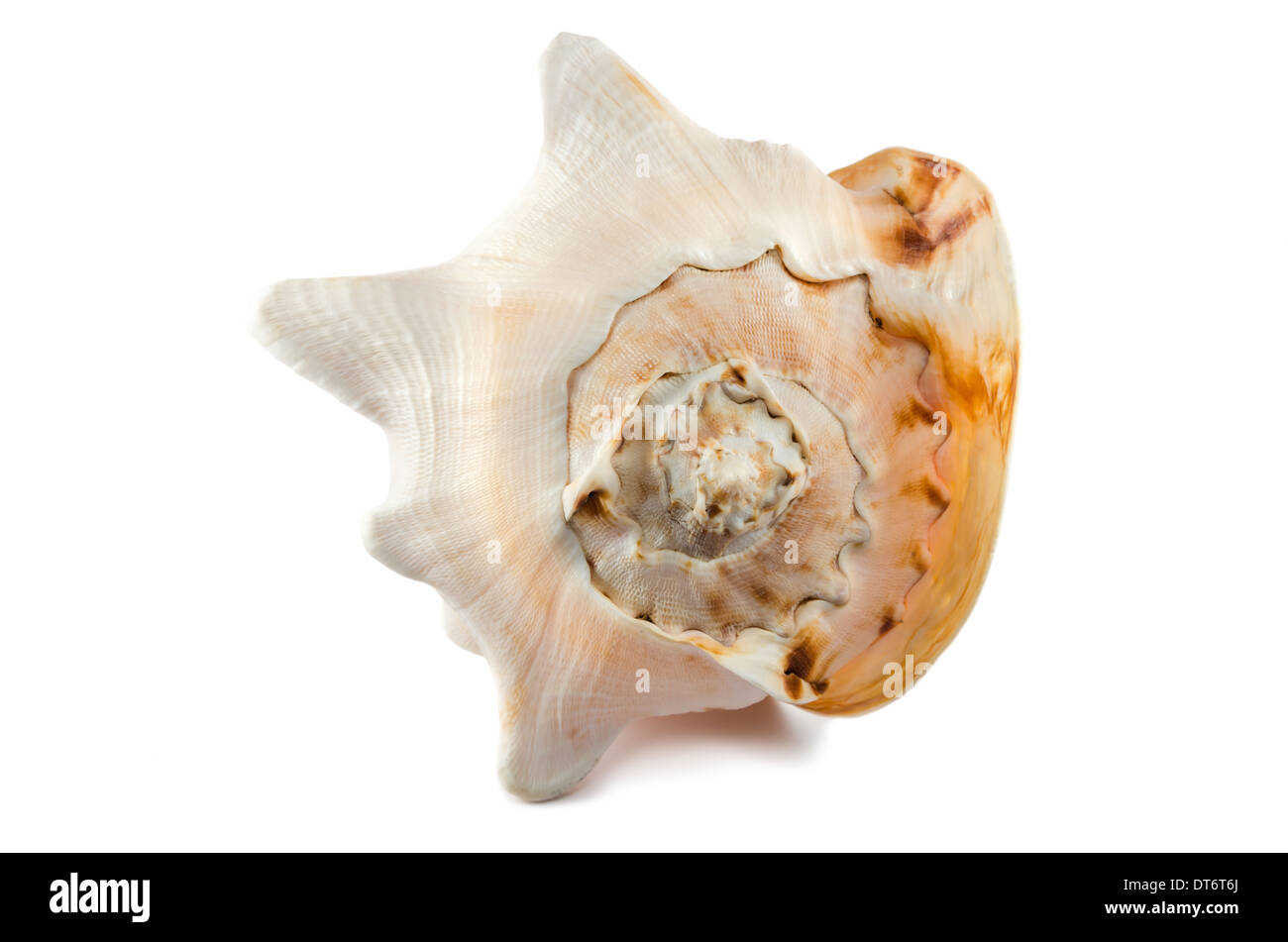Single big beige shell isolated Stock Photo - Alamy