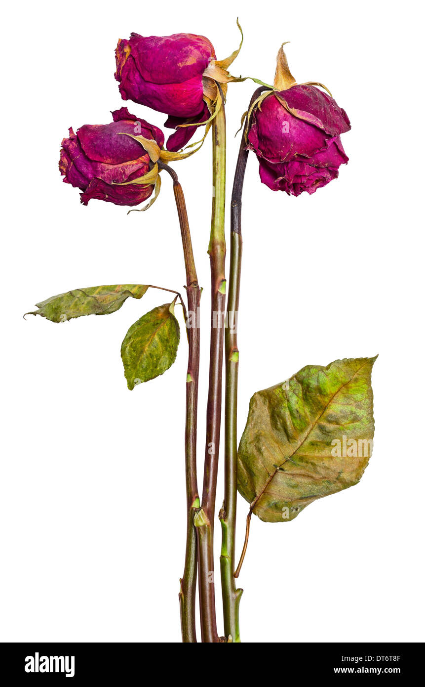 Bouquet of three dried red roses isolated on white background Stock ...