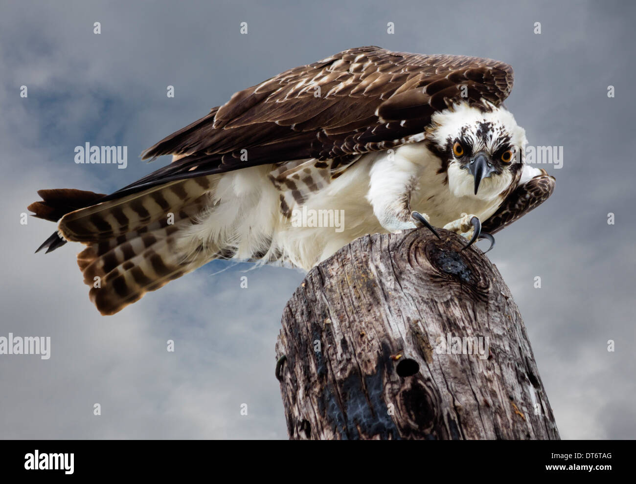 Amelia talon hi-res stock photography and images - Alamy