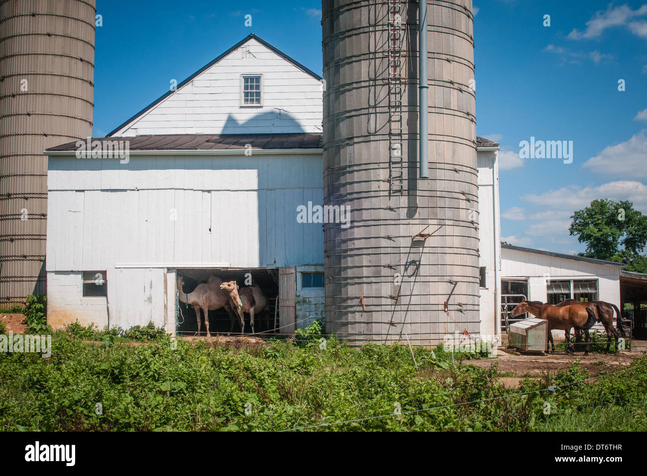 Amish farm raising camels for milk Stock Photo - Alamy