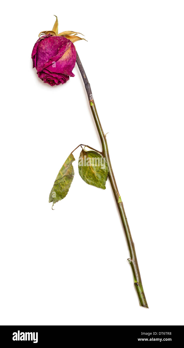 Dried red rose isolated on white background Stock Photo - Alamy