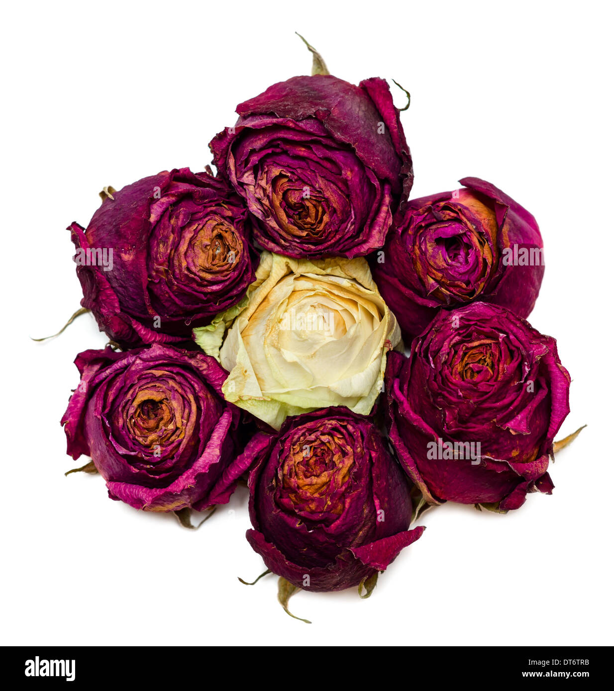 Red rose buds hi-res stock photography and images - Alamy