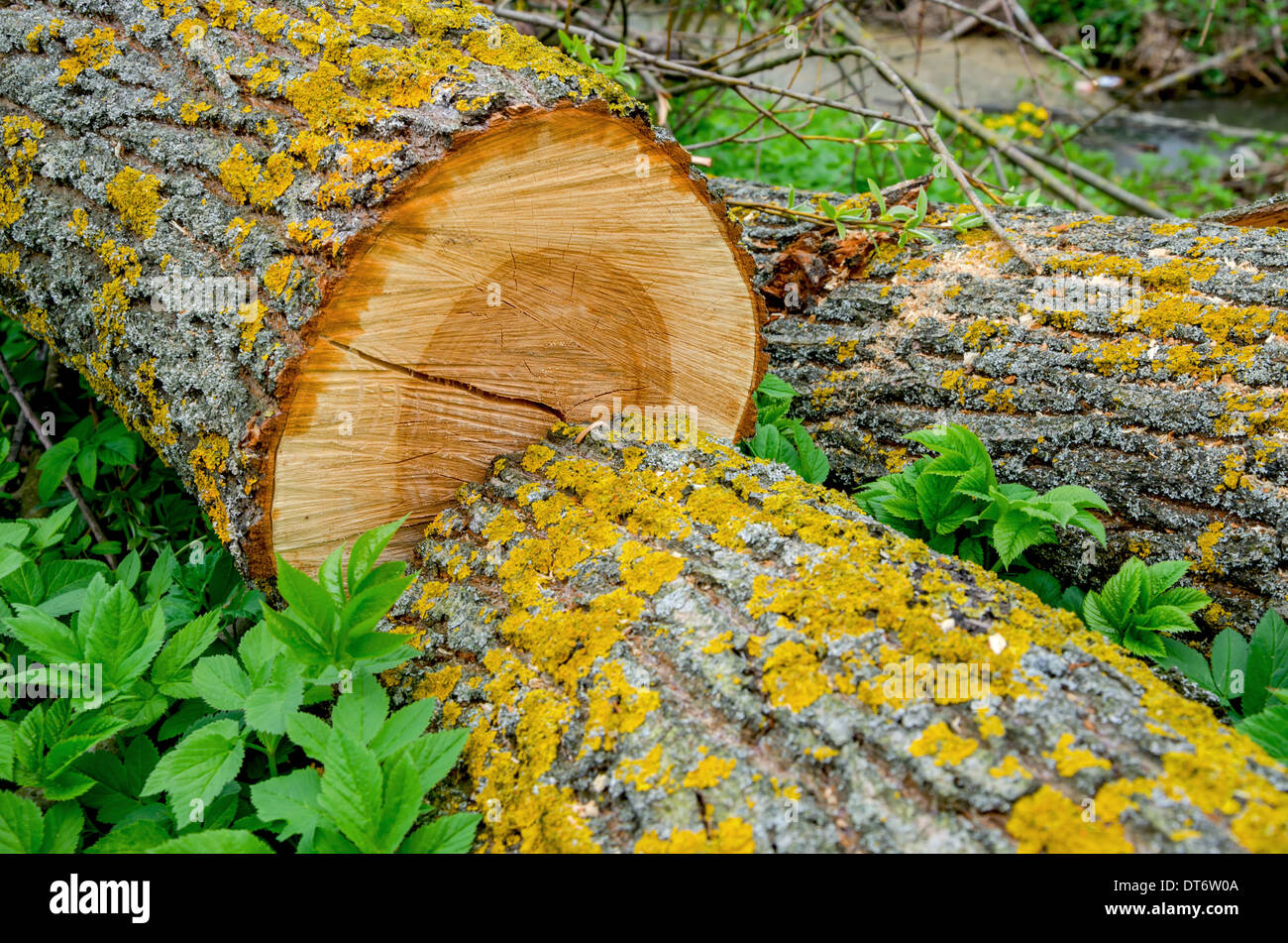 Piled grass hi-res stock photography and images - Alamy