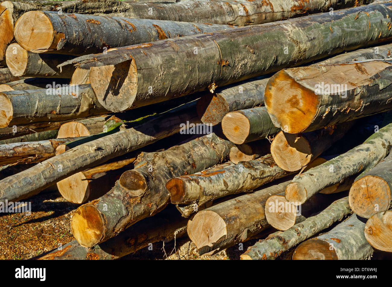 Tree logs hi-res stock photography and images - Alamy
