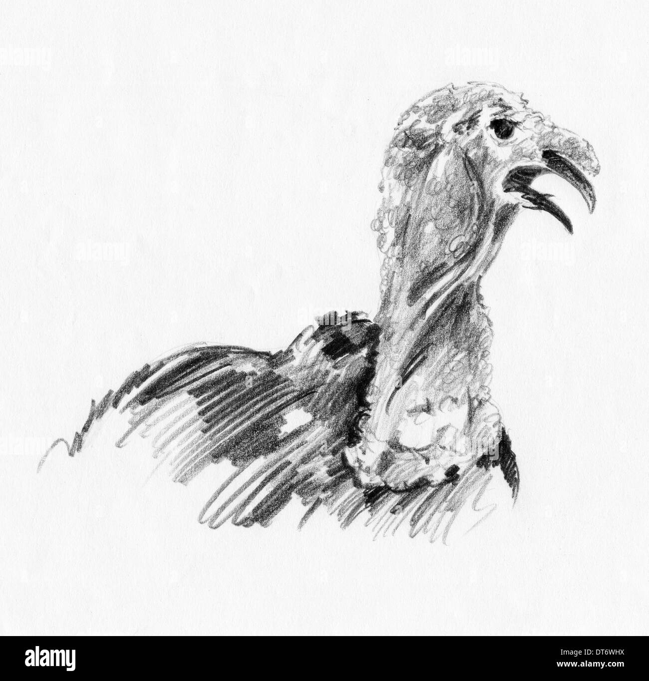 Turkey bird drawing hi-res stock photography and images - Alamy