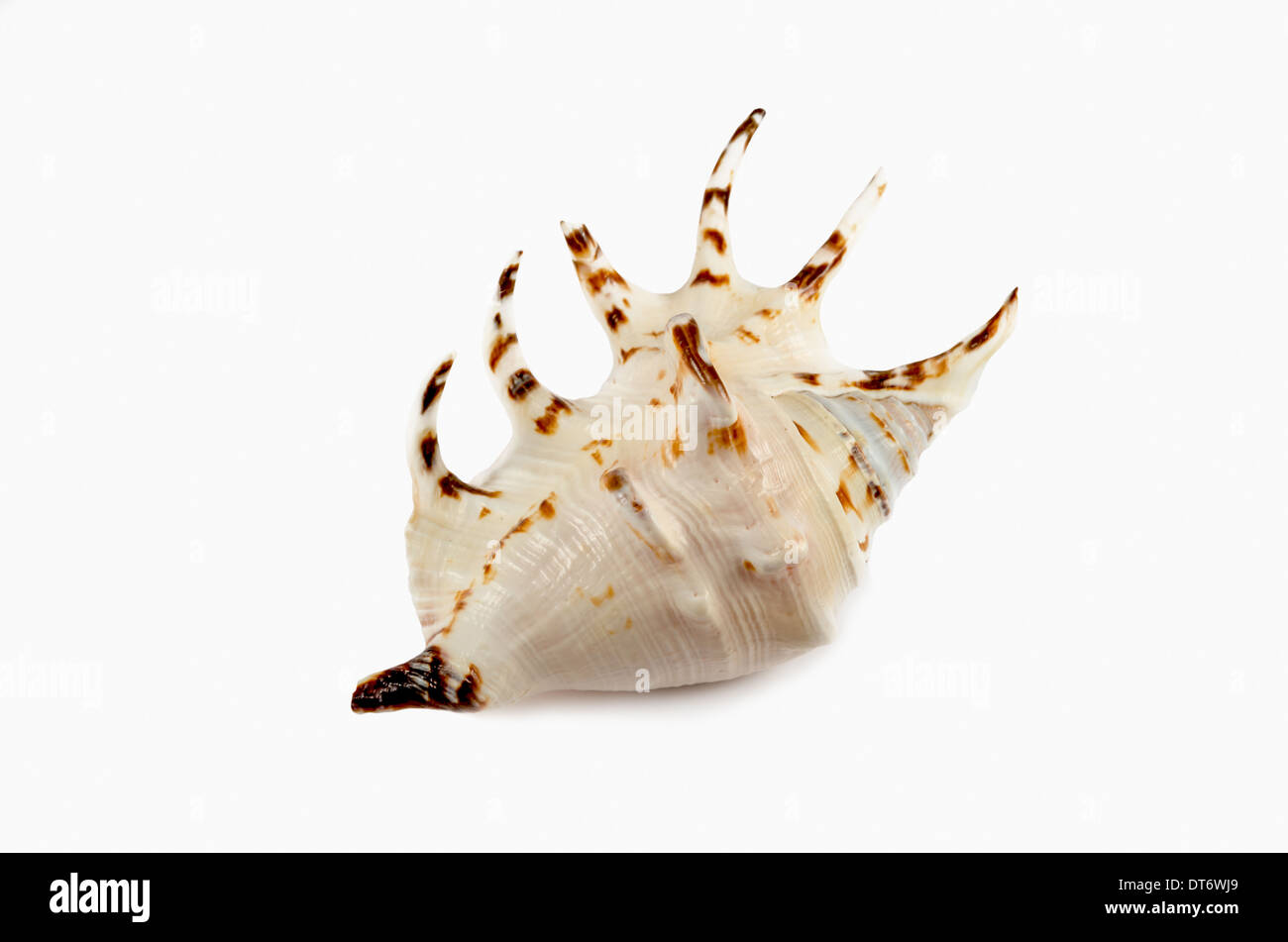 Single beige shell Lambis isolated Stock Photo - Alamy