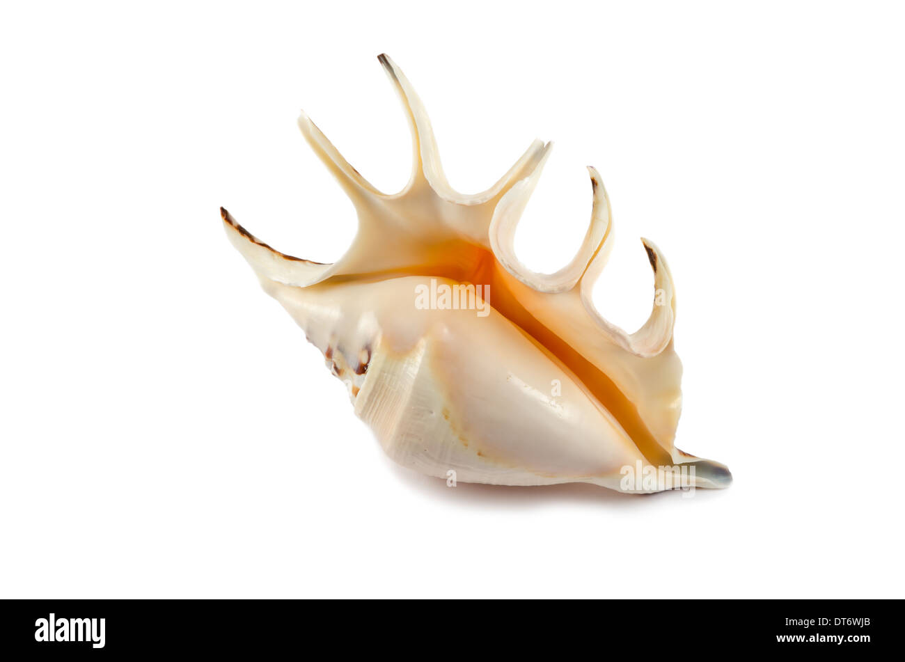 Beige backgrounds Cut Out Stock Images & Pictures - Alamy