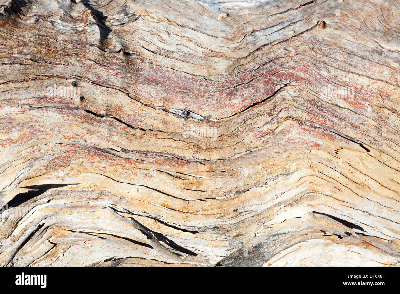 Australia tree bark to use as background Stock Photo - Alamy