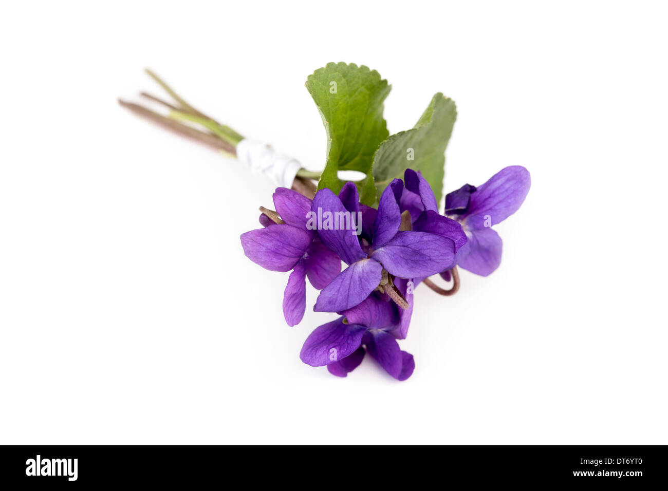 Viola Bouquet ( Viola Reichenbachiana Stock Photo - Alamy