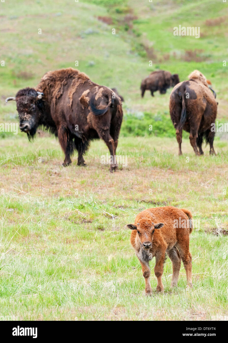 The bison range hi-res stock photography and images - Alamy