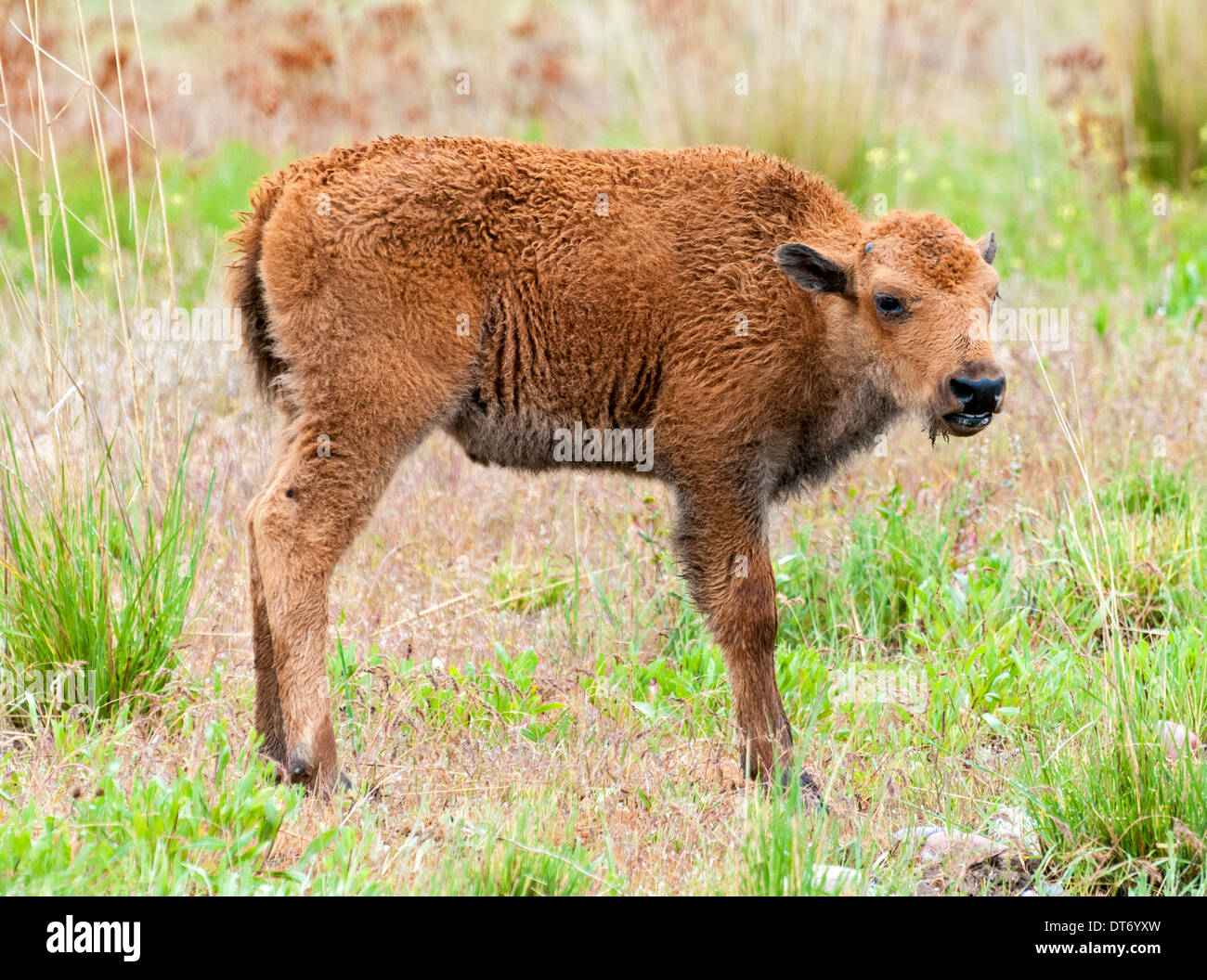 The bison range hi-res stock photography and images - Alamy