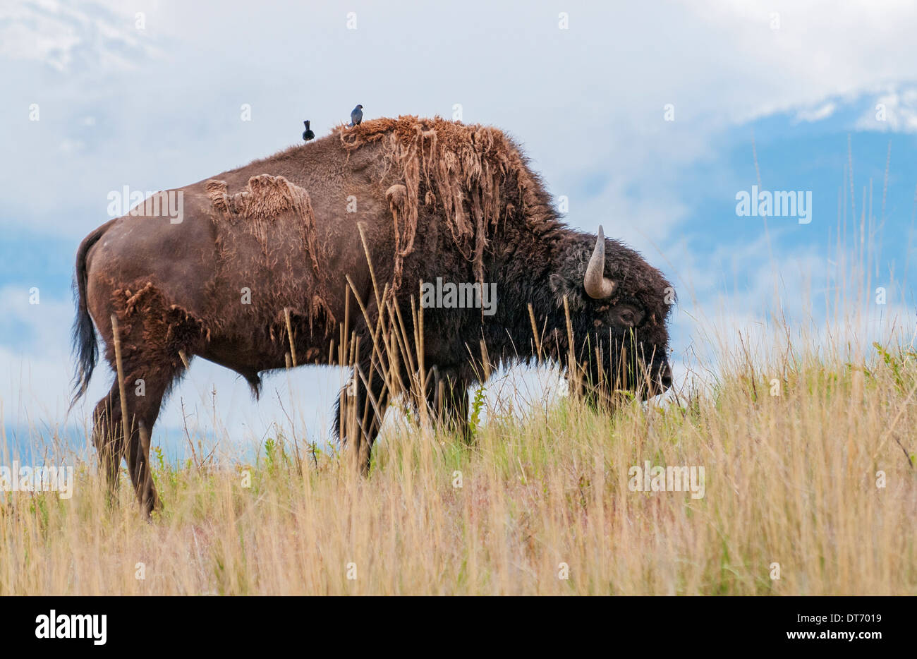 Montana, Moiese, National Bison Range, American Bision (Bison bison ...