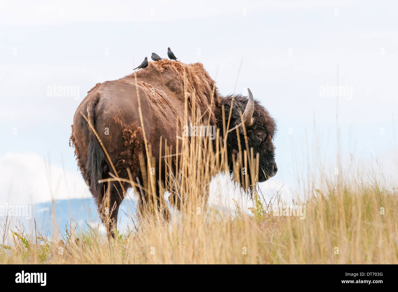 Montana, Moiese, National Bison Range, American Bision (Bison bison ...