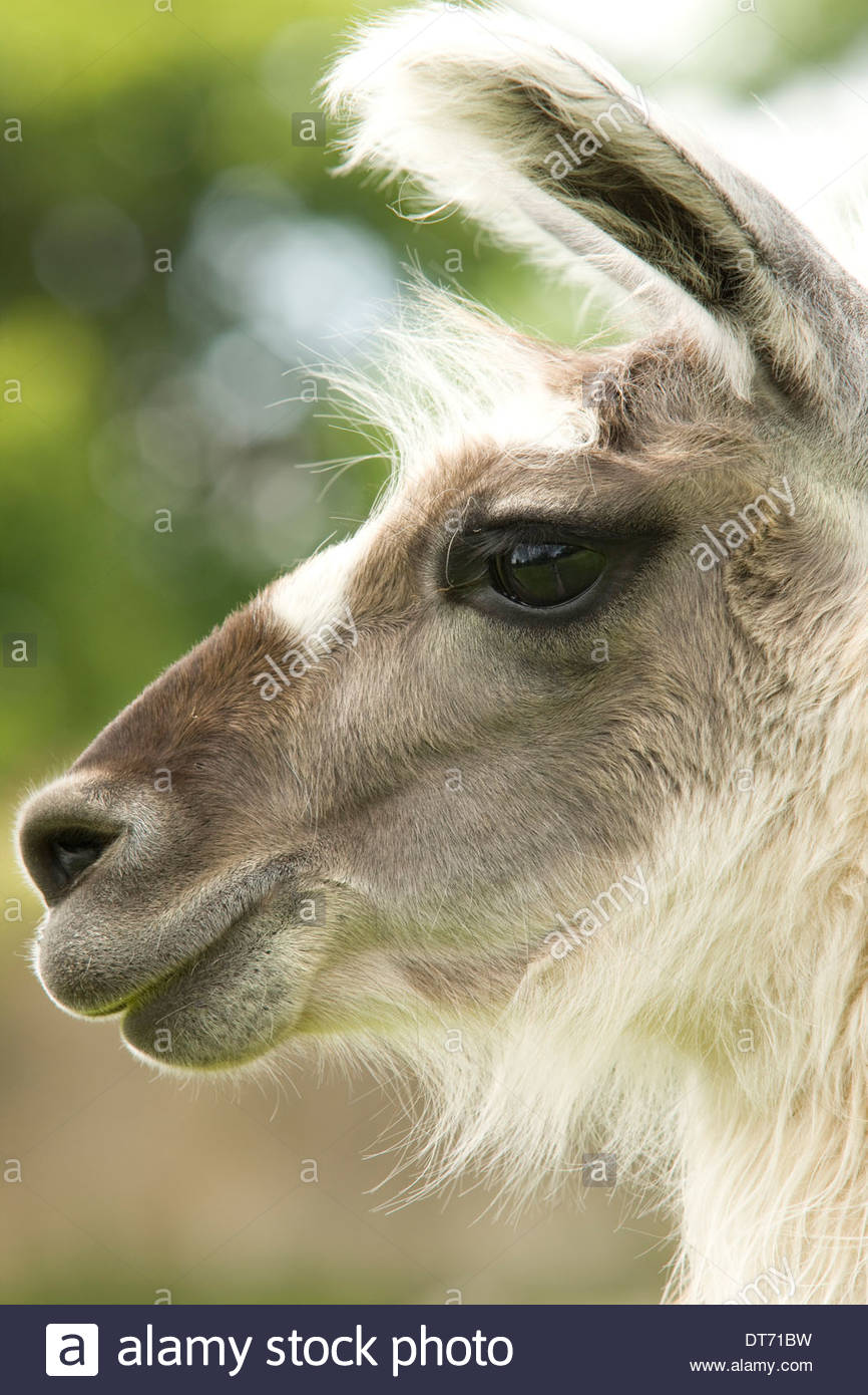 Profile Llama Animal Head Stock Photos & Profile Llama Animal Head ...