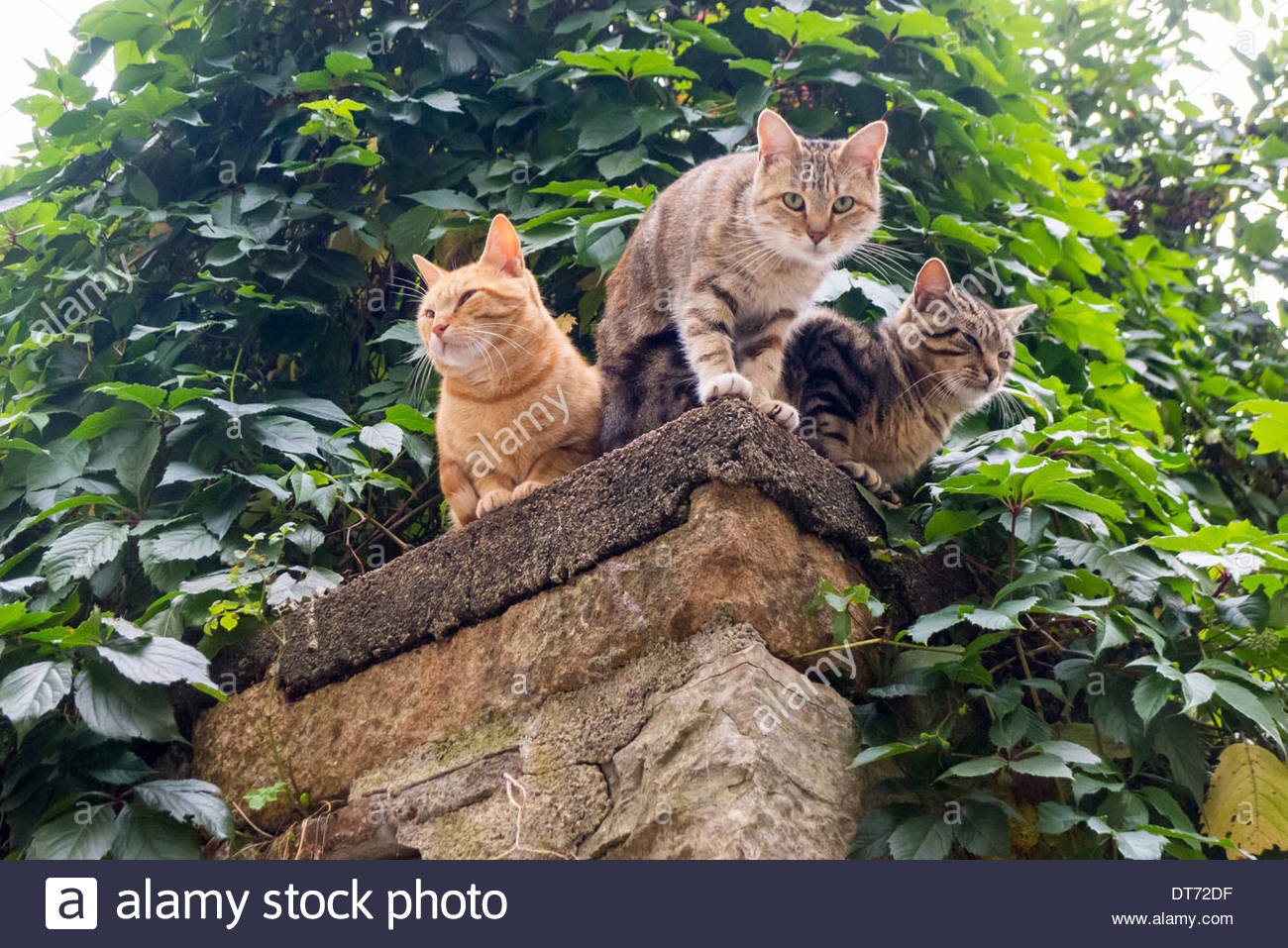 Mammals Of The Pyrenees High Resolution Stock Photography and Images ...