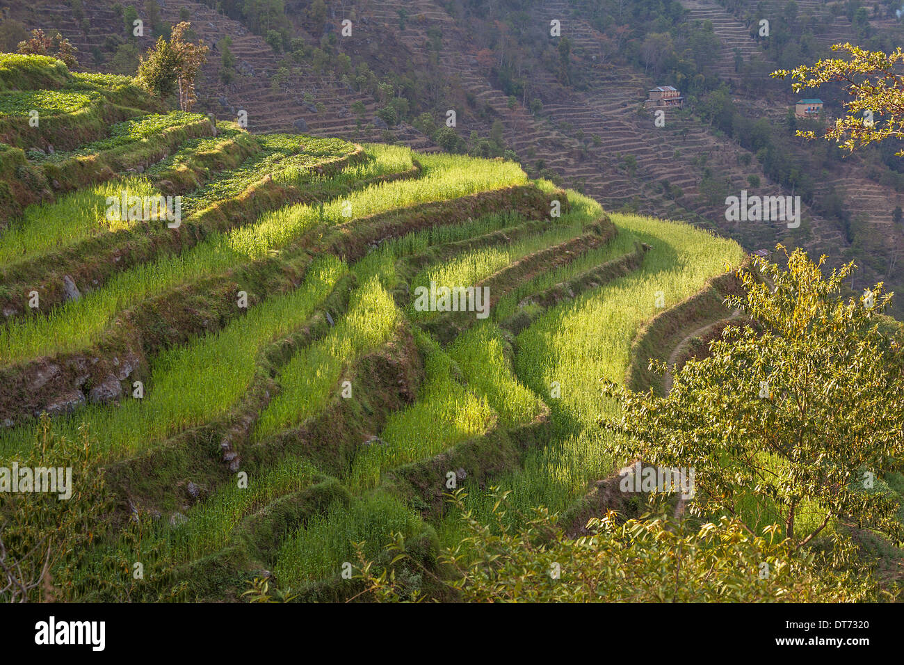 Spring rice terraces at sunrise. Canon 5D Mk II Stock Photo - Alamy