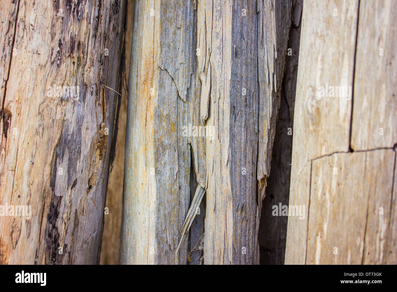Old wood sticks Stock Photo - Alamy