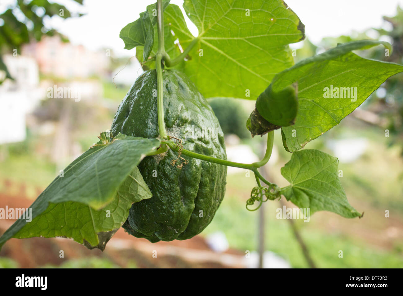 Pipinola hi-res stock photography and images - Alamy