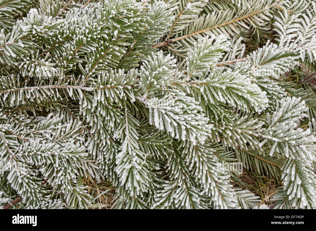 Pine needles closeup hi-res stock photography and images - Alamy