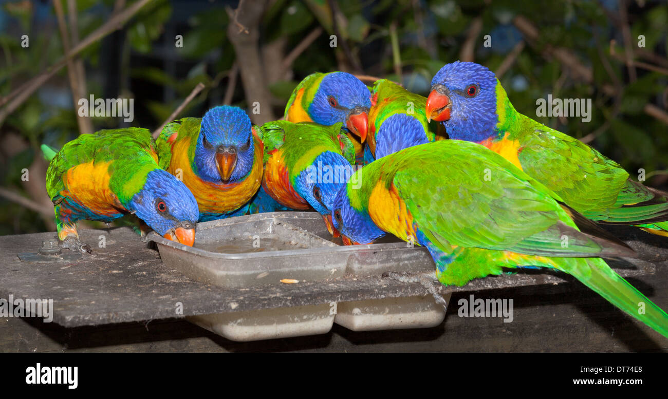common native parrot the Lorikeet, often kept as pets, noisy and cheeky ...