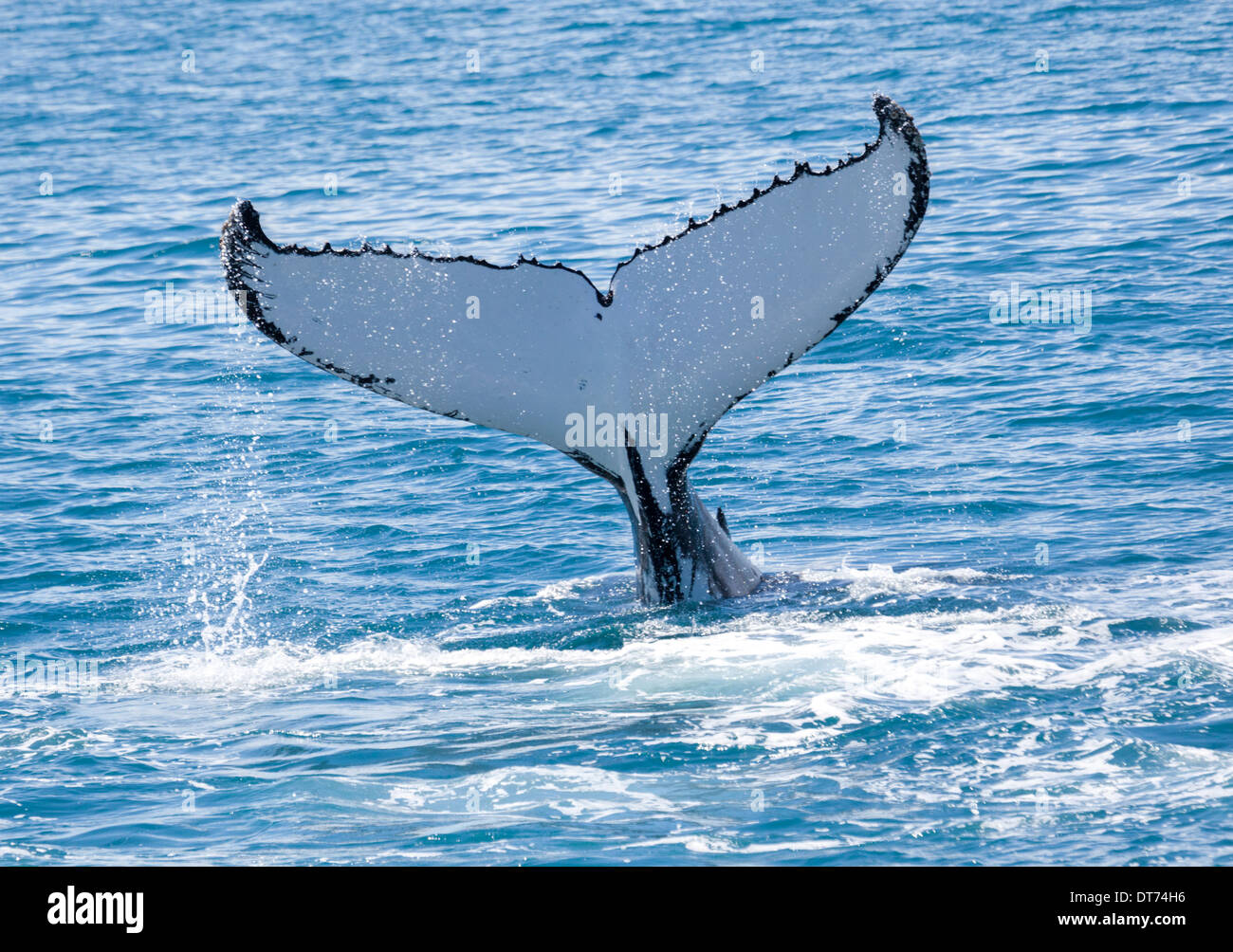 Happy whales hi-res stock photography and images - Alamy