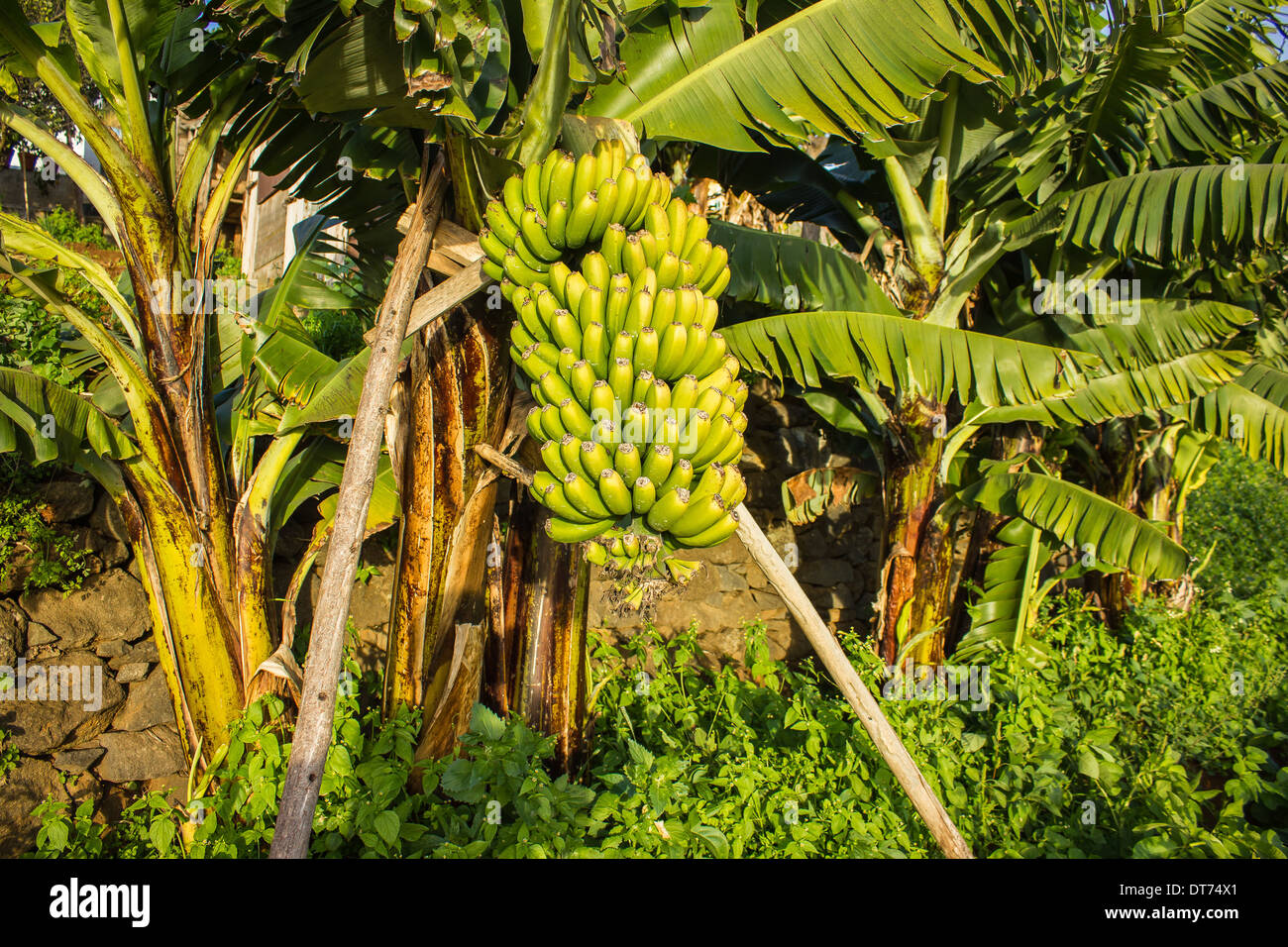 Banana tree hi-res stock photography and images - Alamy