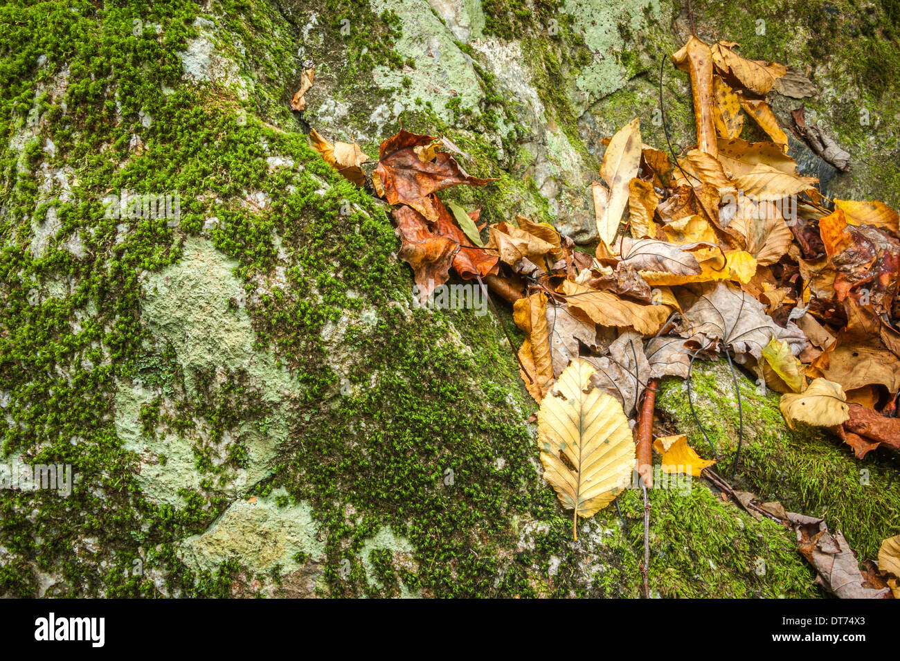 Moss and fallen leaves hi-res stock photography and images - Alamy