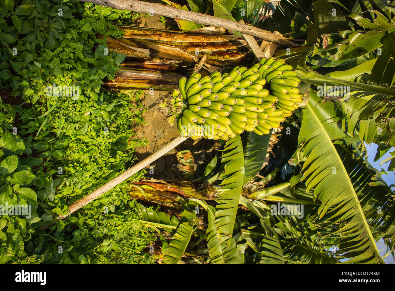Banana tree in with bananas Stock Photo - Alamy