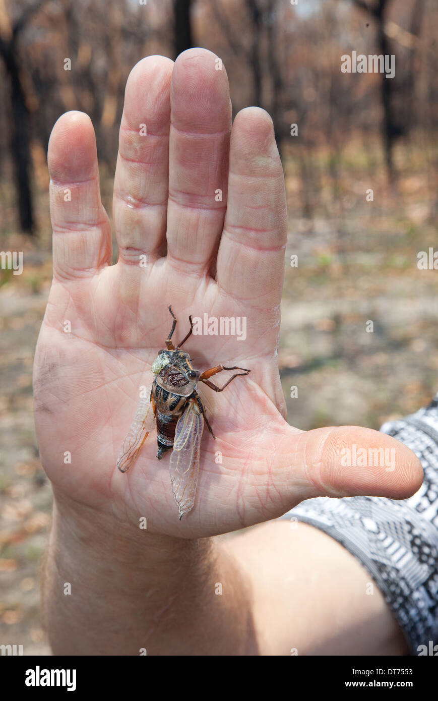 Cicada life cycle hi-res stock photography and images - Alamy
