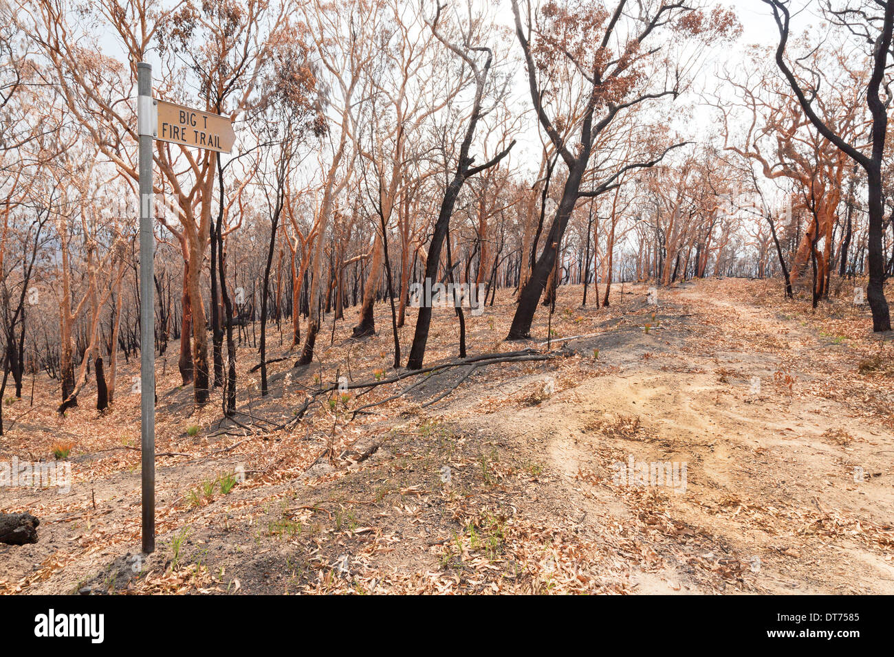 Bushfire wildfire regeneration regrowth hi-res stock photography and ...