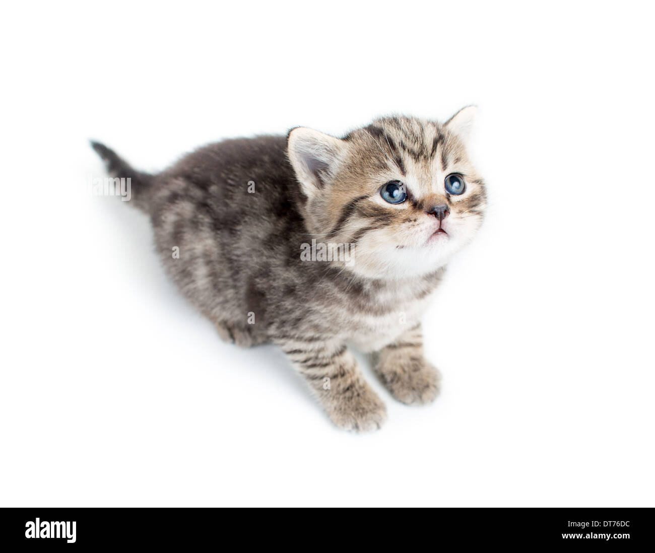 top view of baby cat kitten on white background Stock Photo - Alamy