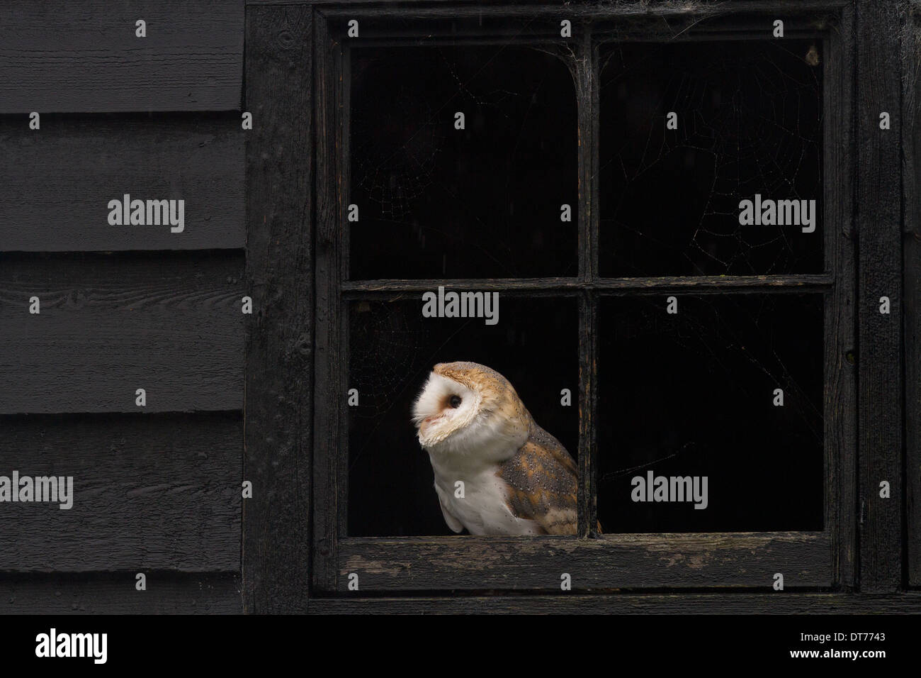 Barn Owl; Tyto alba; sitting in window Stock Photo - Alamy