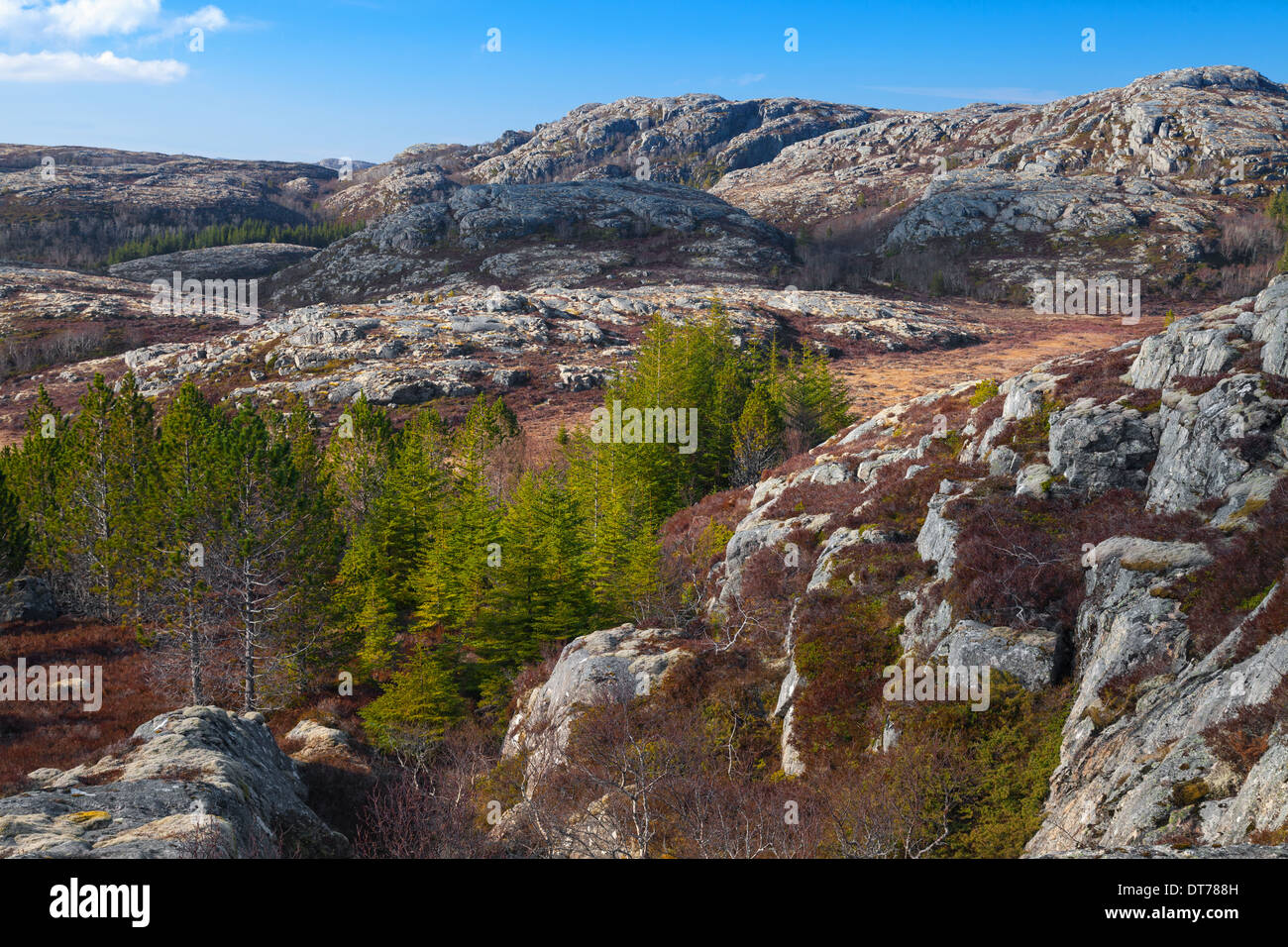 Norwegian mountains, landscape with green trees on rocks Stock Photo ...