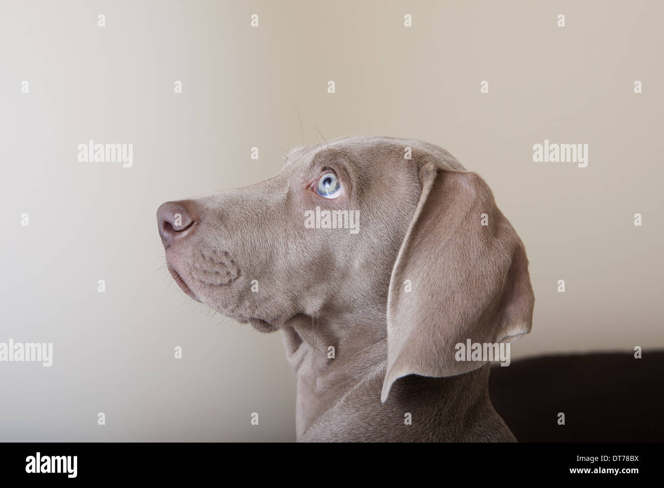 Profile of a weimaraner puppy, a side view of the head Stock Photo - Alamy