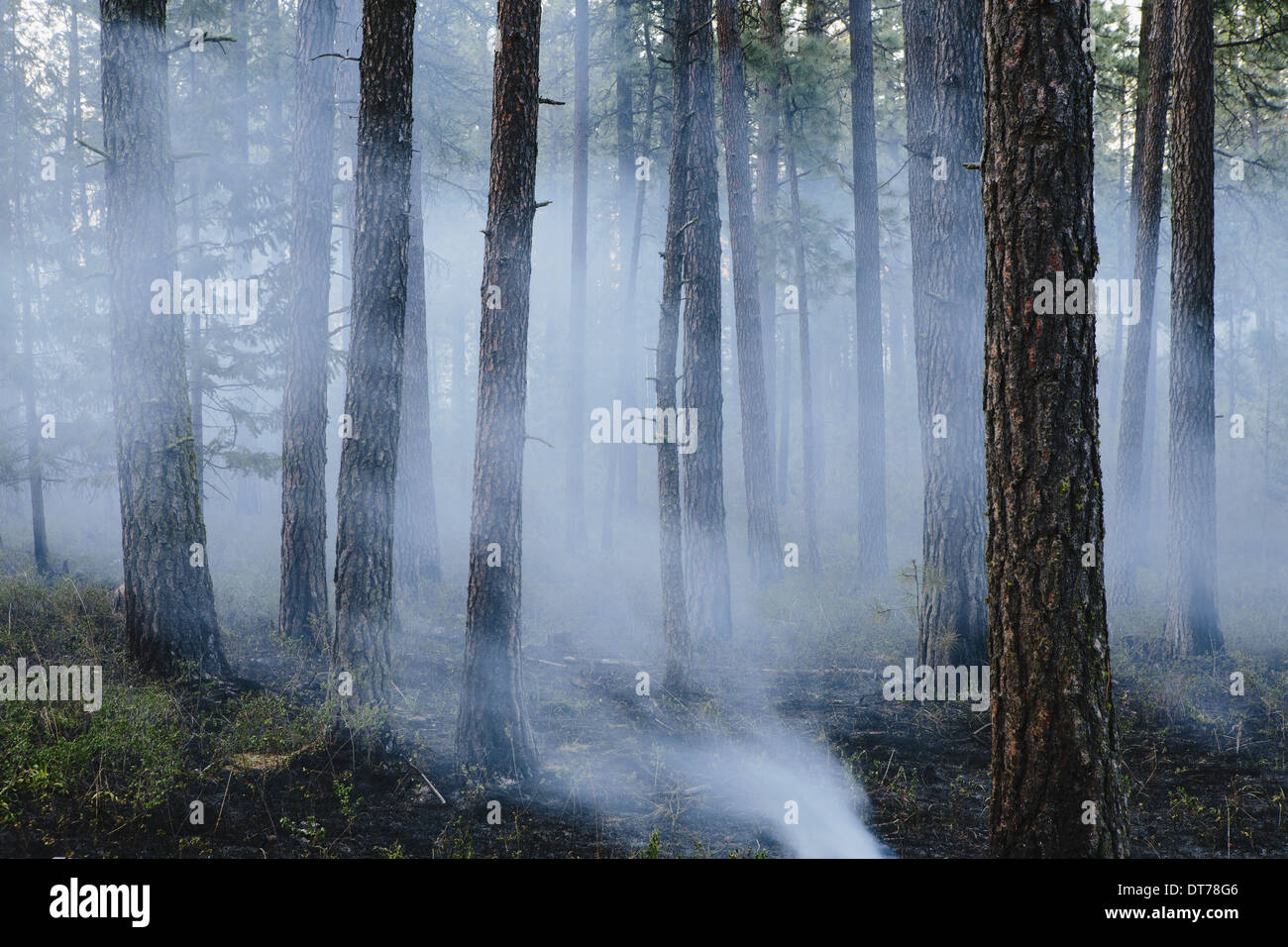 A controlled forest burn, sustainable forest ecosystem for regrowth ...