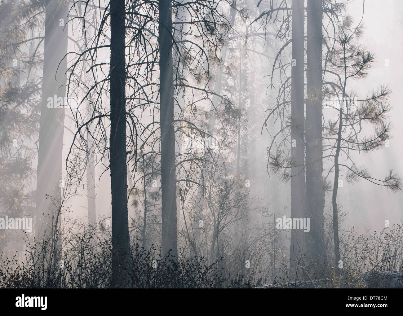 A controlled forest burn, sustainable forest ecosystem for regrowth ...