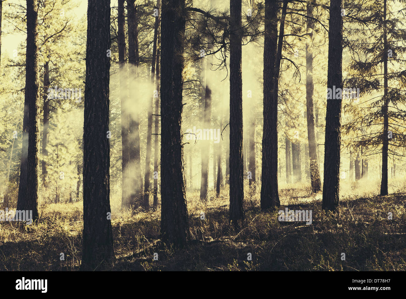 A controlled forest burn, sustainable forest ecosystem for regrowth ...