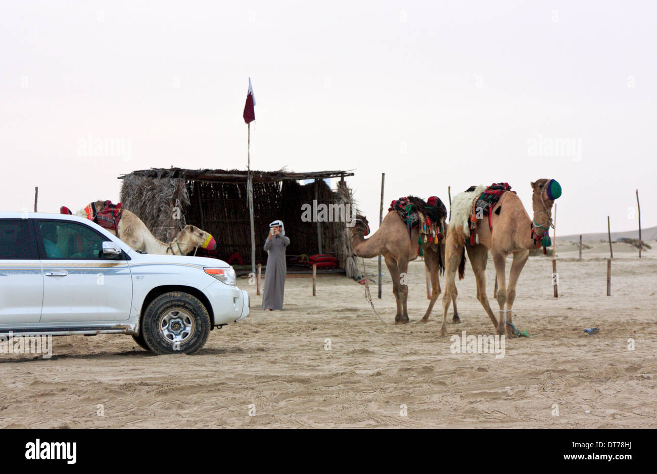 Desert Camp Site with Riding Camels, Sealine Beach, Qatar Stock Photo ...
