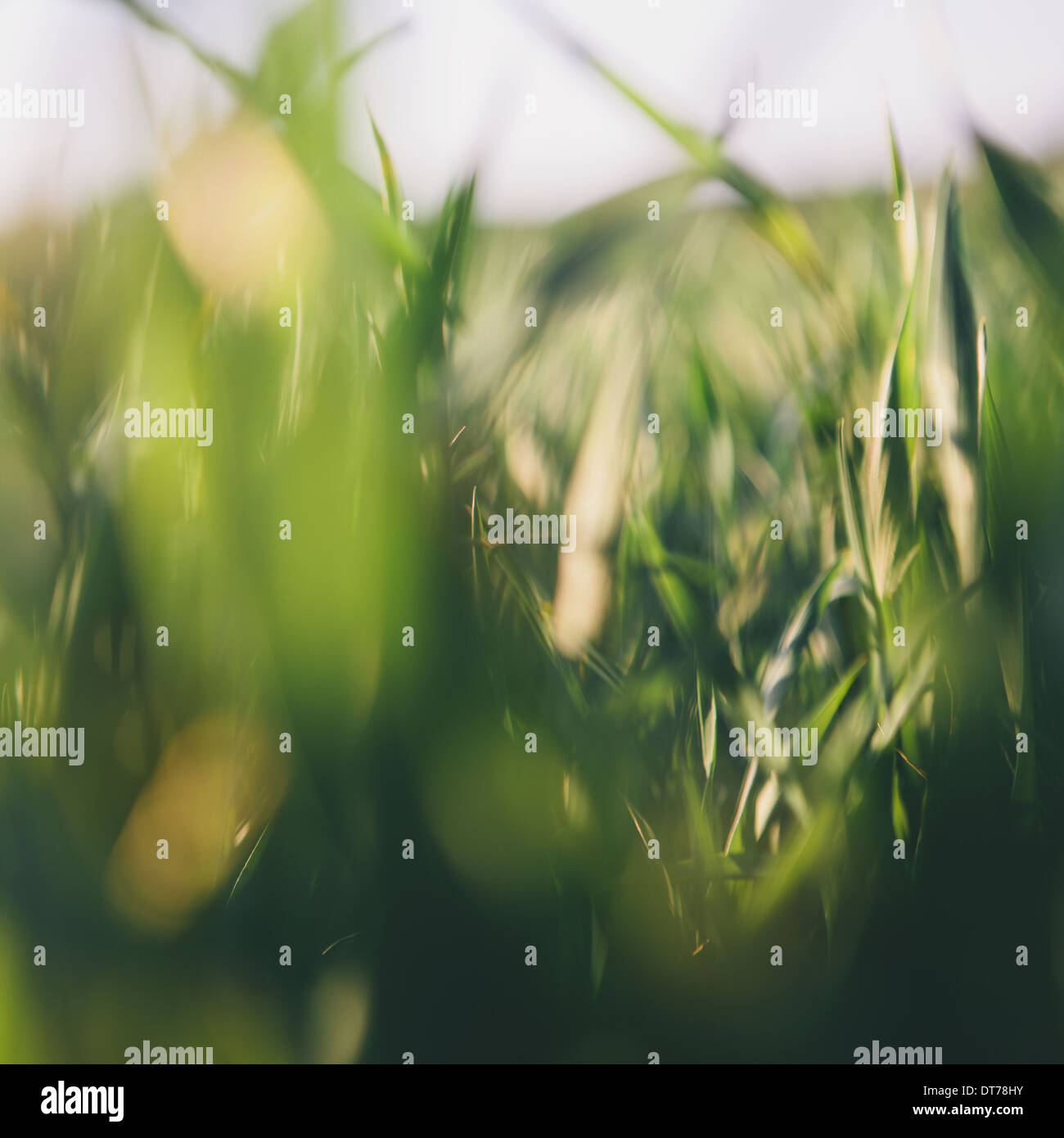 Food crop hi-res stock photography and images - Alamy